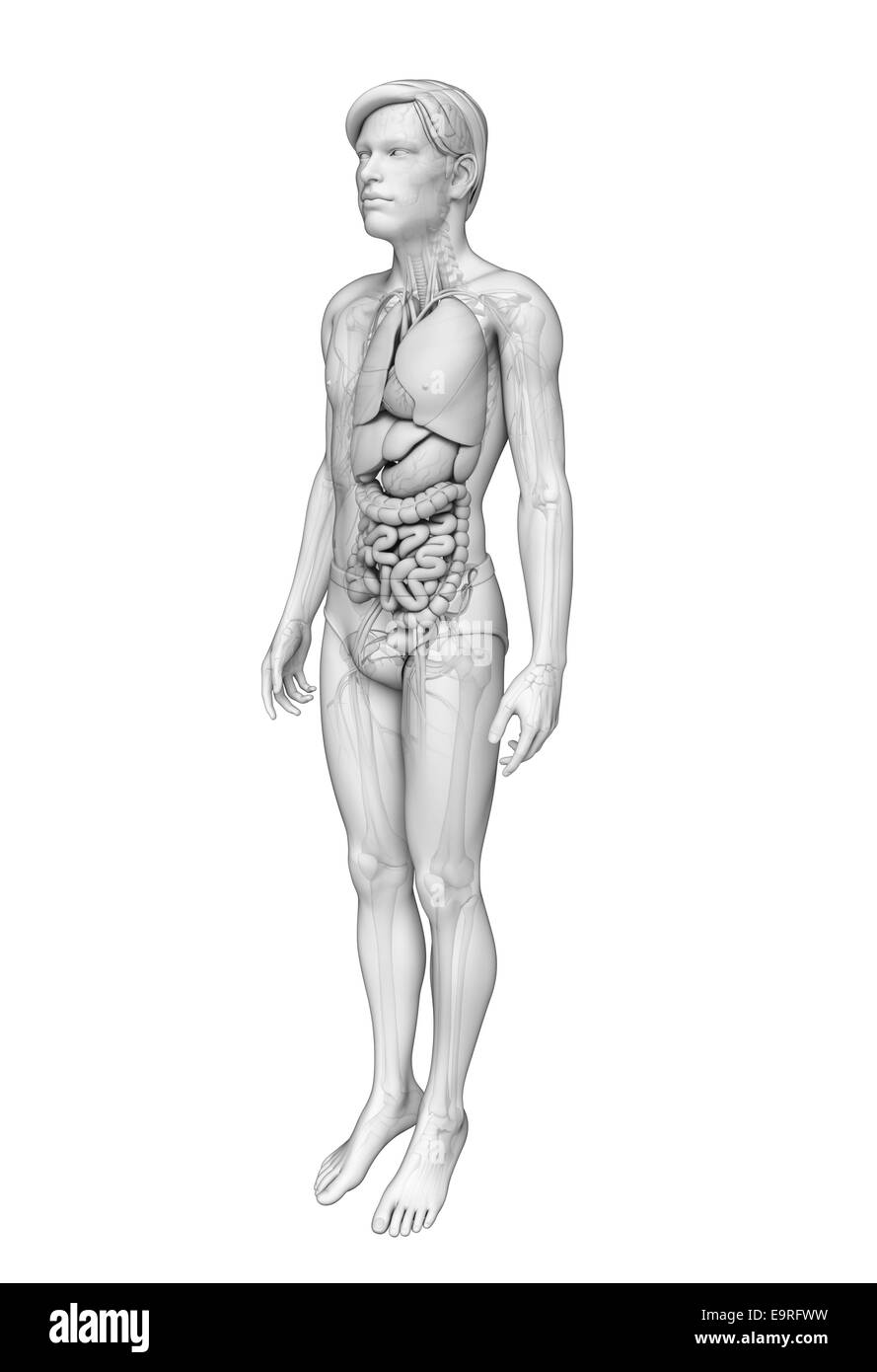 Illustration of male digestive system Stock Photo - Alamy