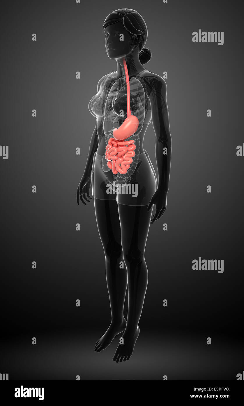 Female abdominal anatomy hi-res stock photography and images - Alamy