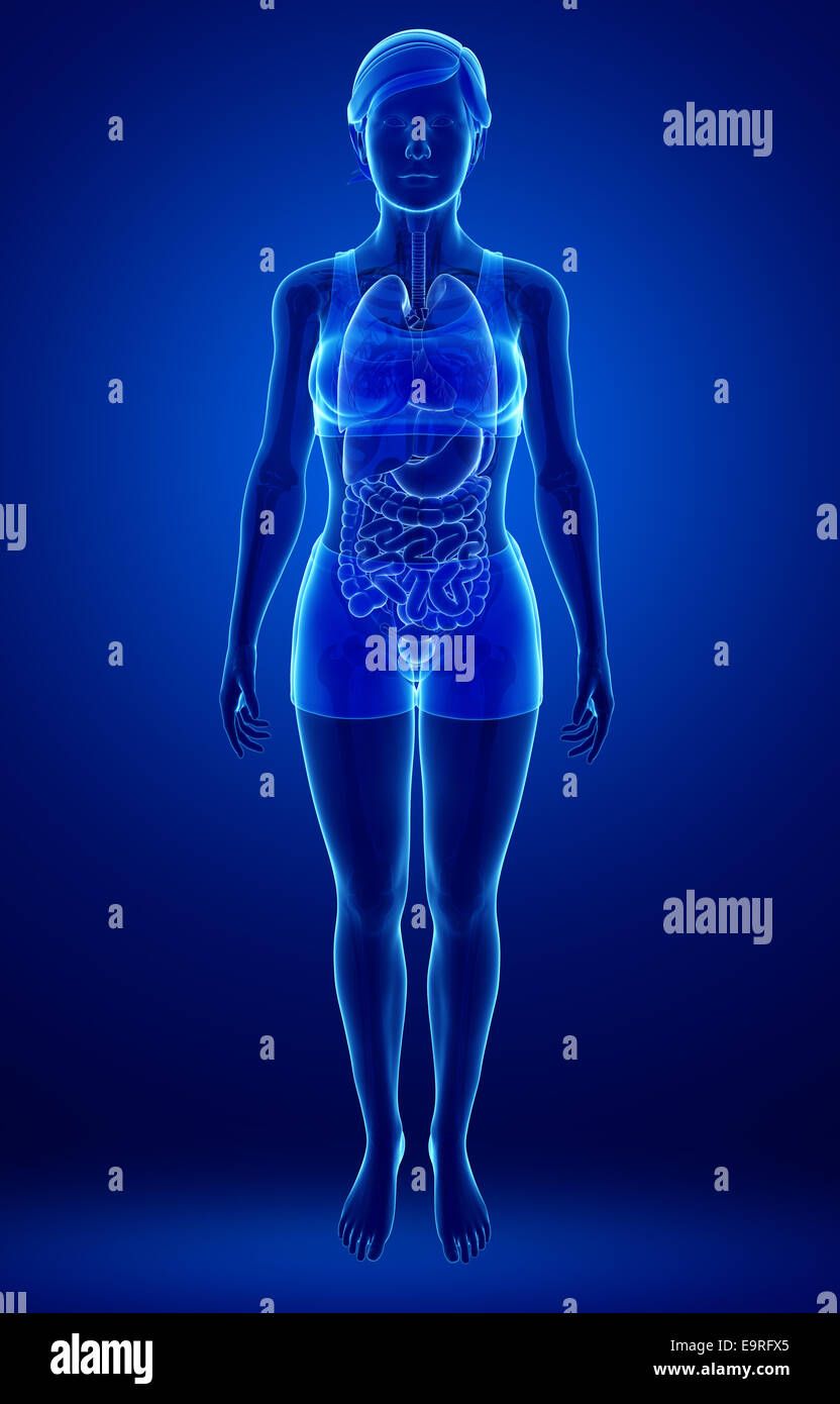Illustration of Female urinary system Stock Photo - Alamy