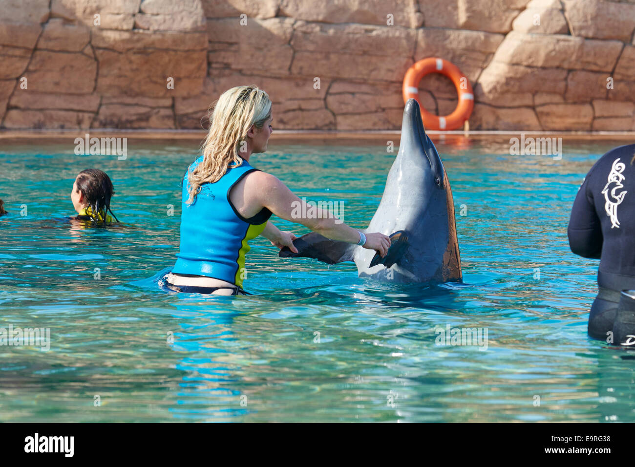 Woman Holding A Dolphins Flippers Or Pectoral Fins During A Dolphin ...