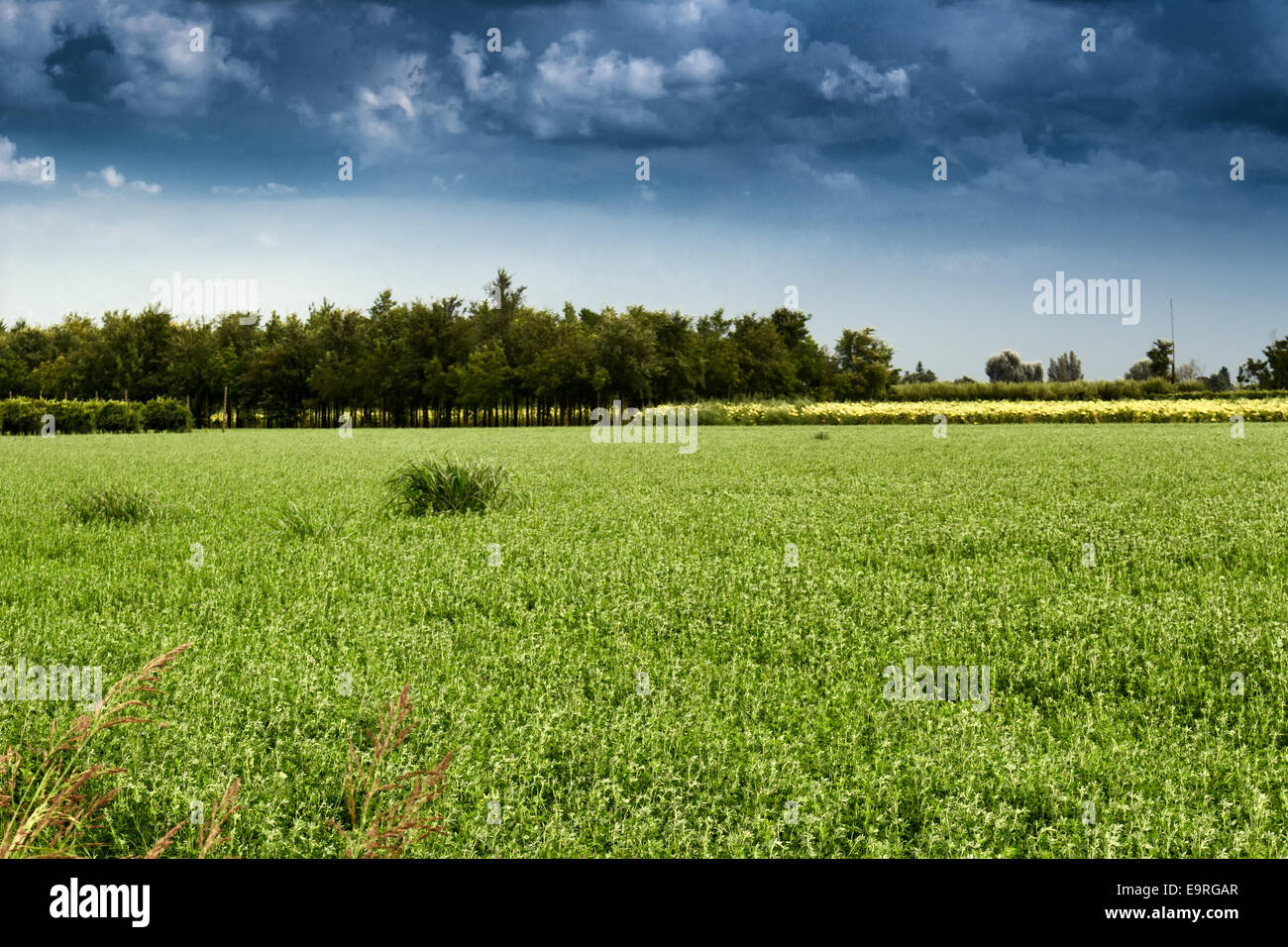 View of cultivated fields in Emilia Romagna Region in northern Italy in ...