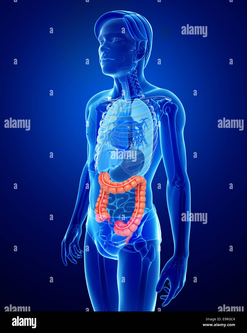 Illustration of Male large intestine anatomy Stock Photo - Alamy