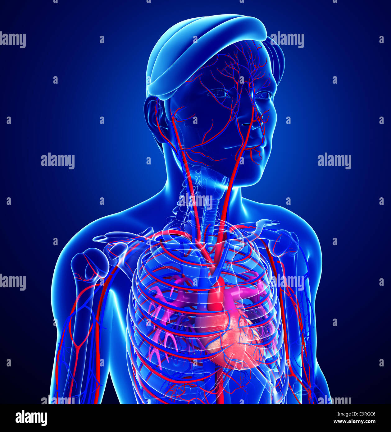Illustration of Male heart circulatory system Stock Photo - Alamy