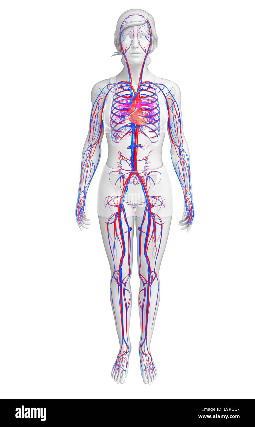 Illustration of female circulatory system Stock Photo - Alamy