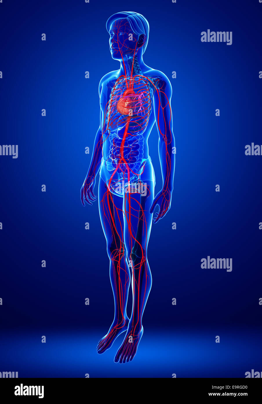 Illustration of Male arteries artwork Stock Photo - Alamy