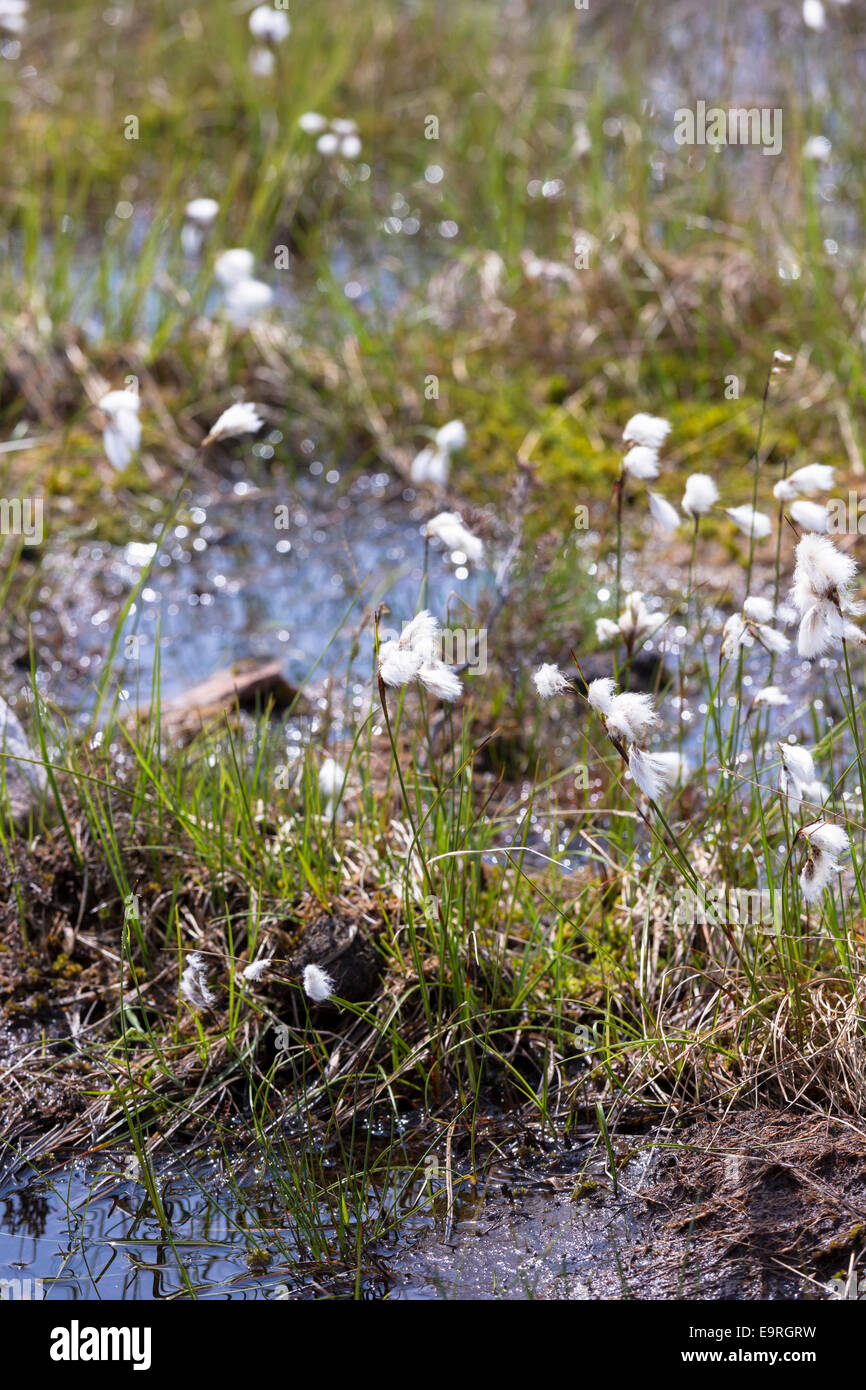 Bog Cotton white wild flower blowing in the wind on a turf, peat, bog ...