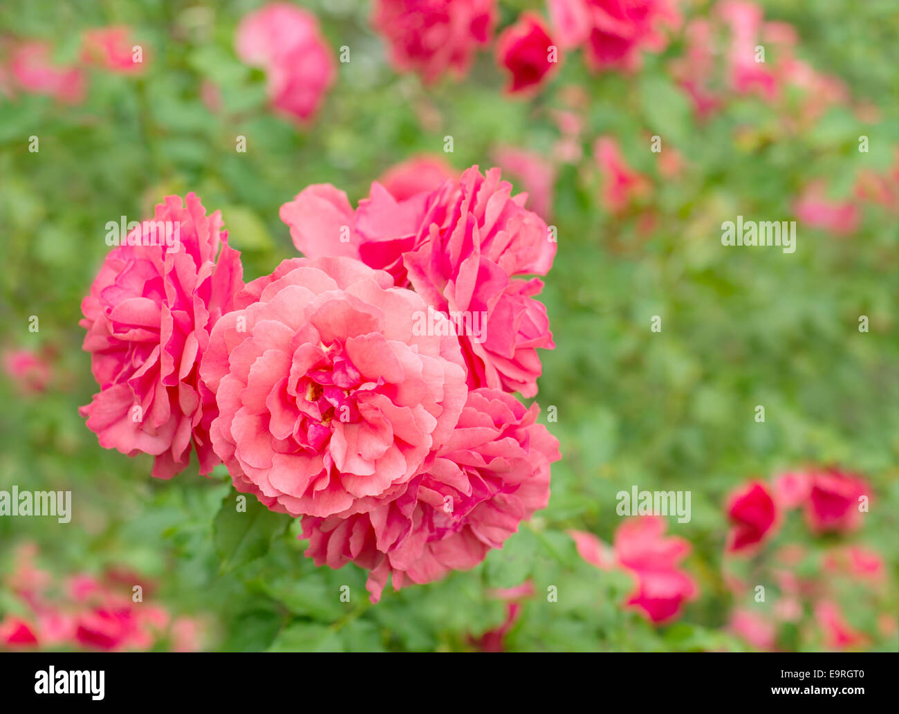 Pink rose in nature Stock Photo - Alamy