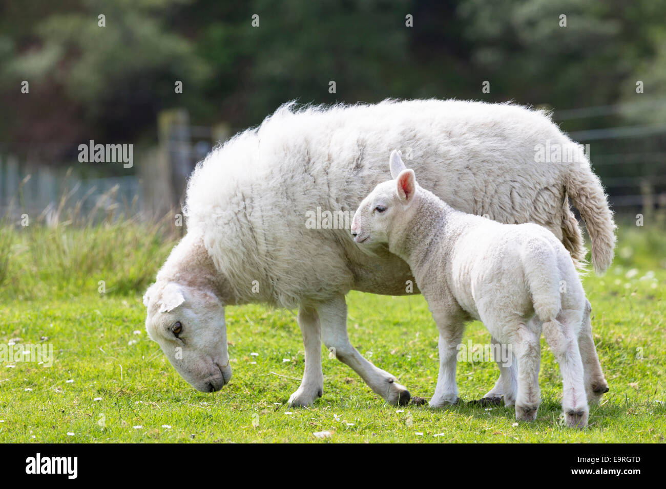 Female lamb hi-res stock photography and images - Alamy