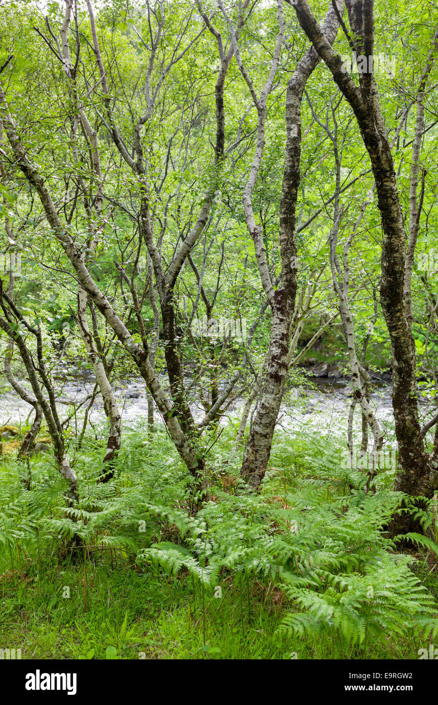 Silver birch trees scotland hi-res stock photography and images - Alamy