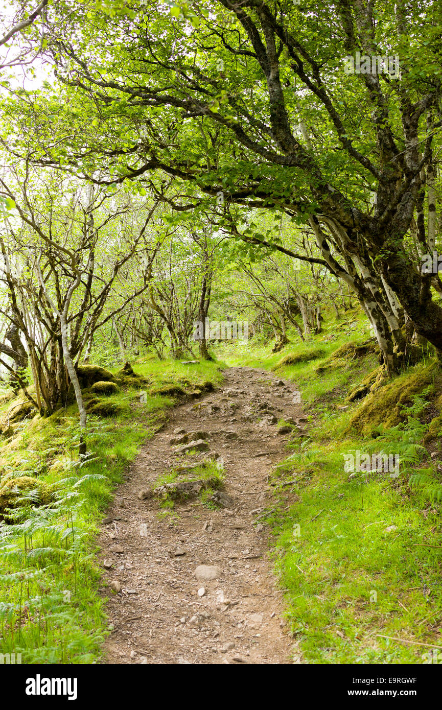 Pathway nature trail hi-res stock photography and images - Alamy