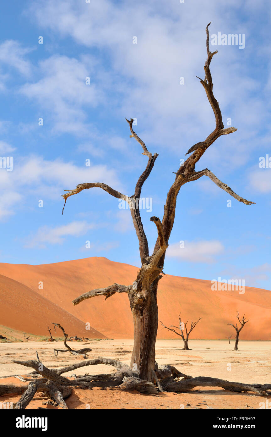 Tree skeletons at Deadvlei near Sossusvlei, Namibia Stock Photo - Alamy