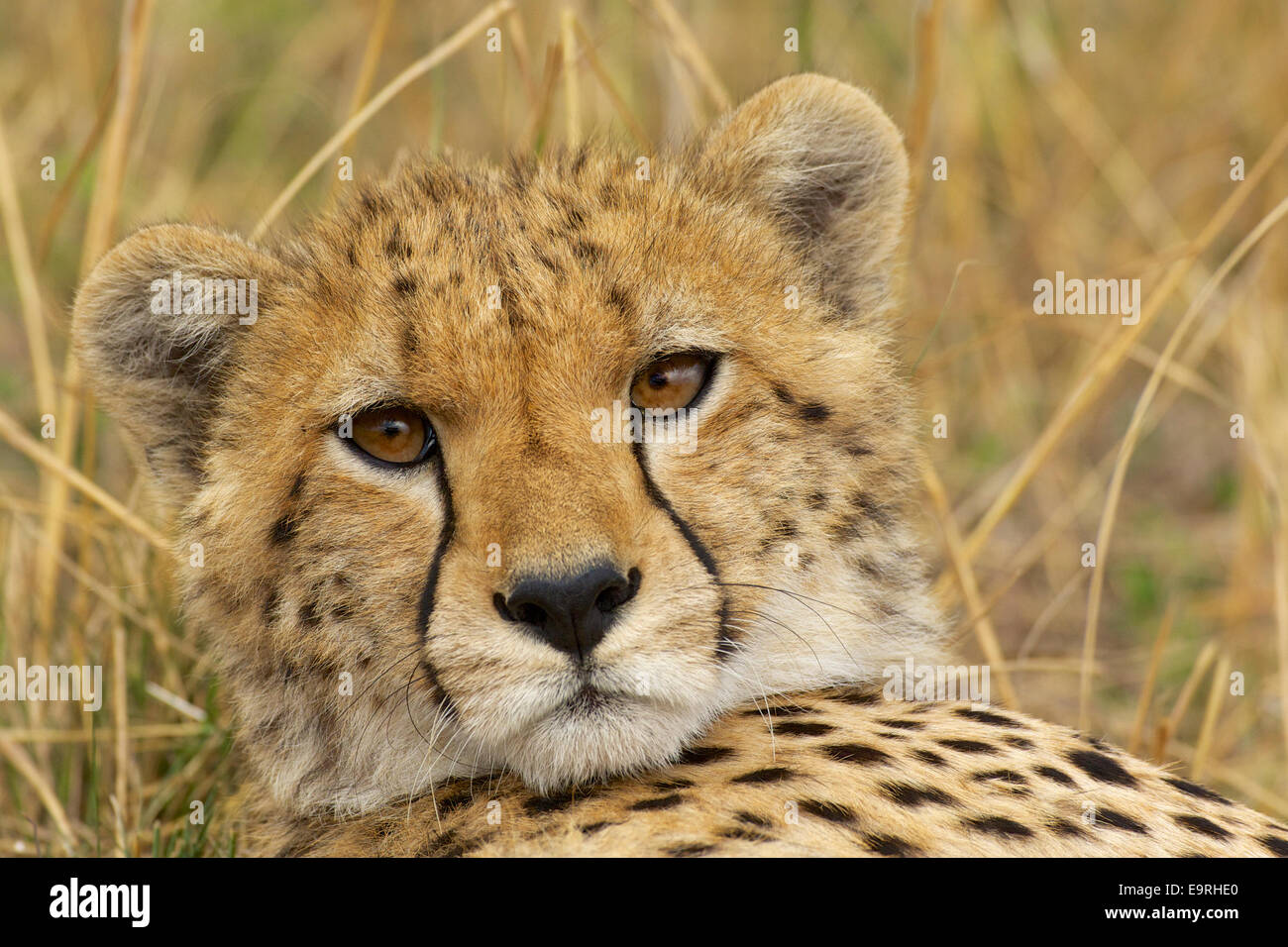 Cheetah Characteristics