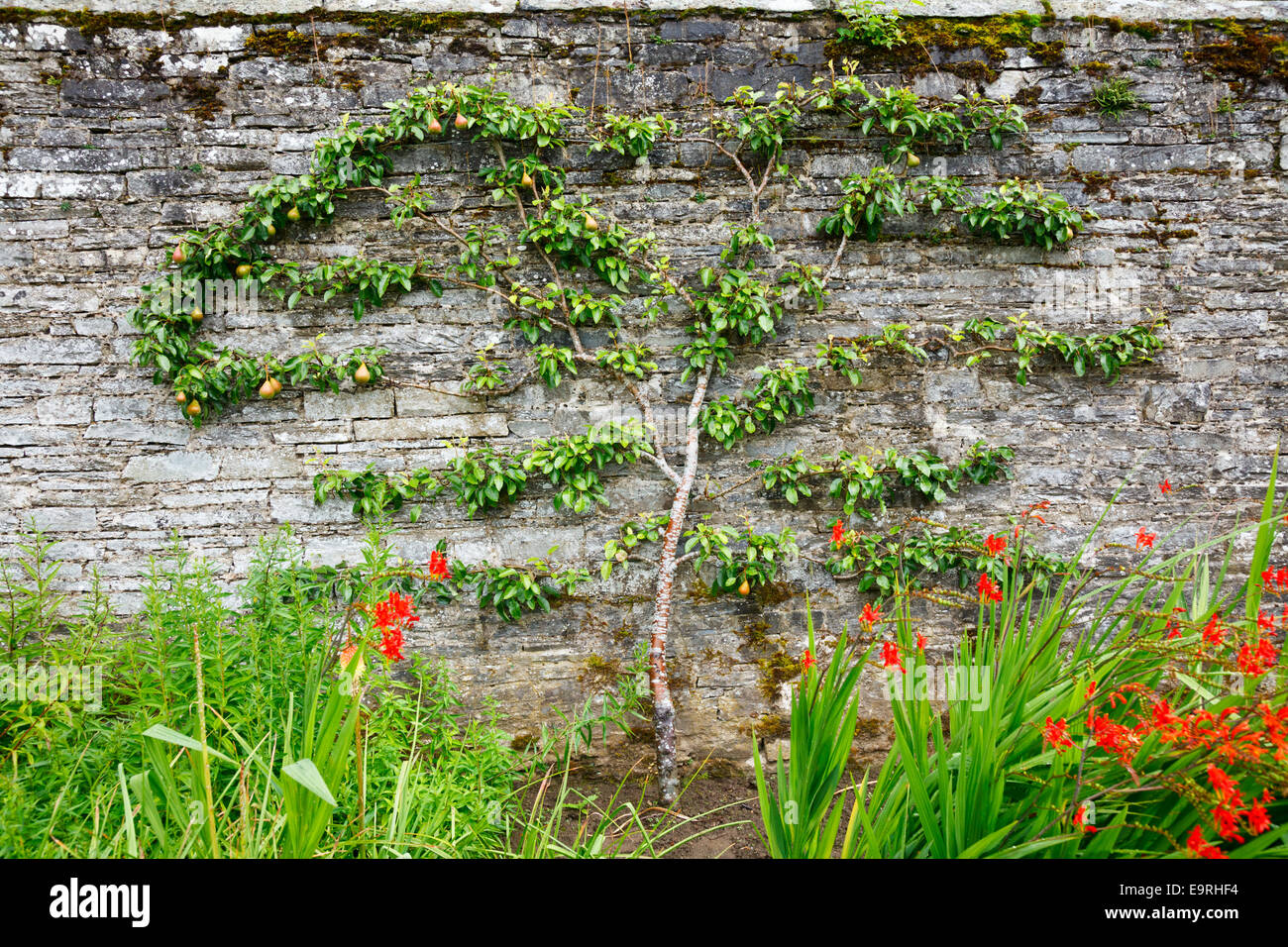 Horizontal espalier fruit tree trained on stone wall Stock Photo - Alamy