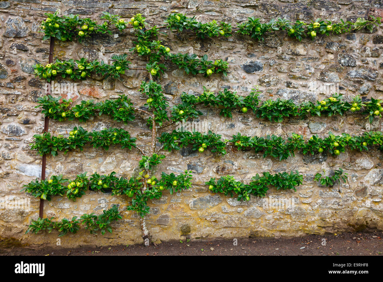 Horizontal espalier fruit tree trained on stone wall Stock Photo - Alamy