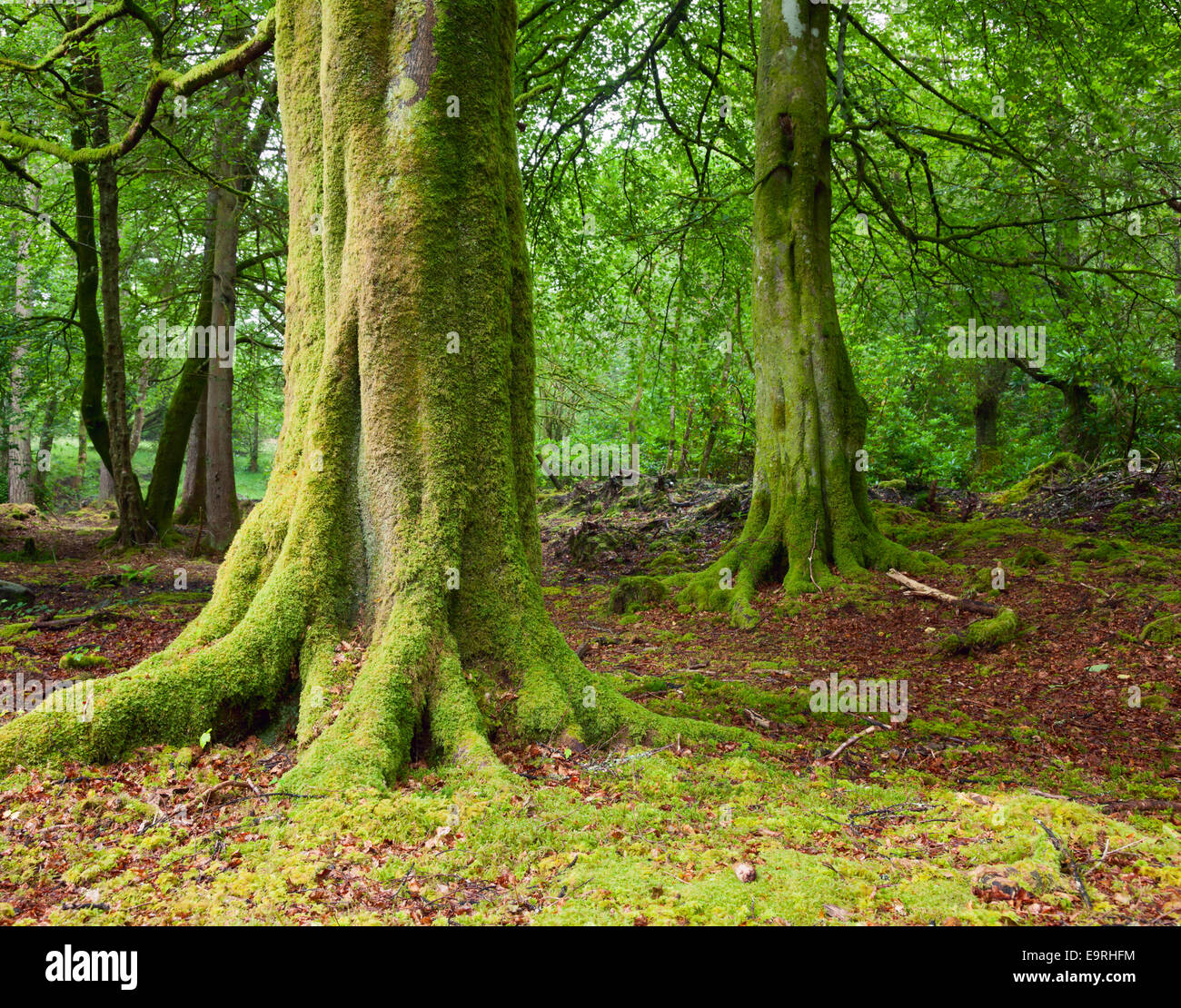 Old trees with lichen and moss in Scottish forest Stock Photo - Alamy