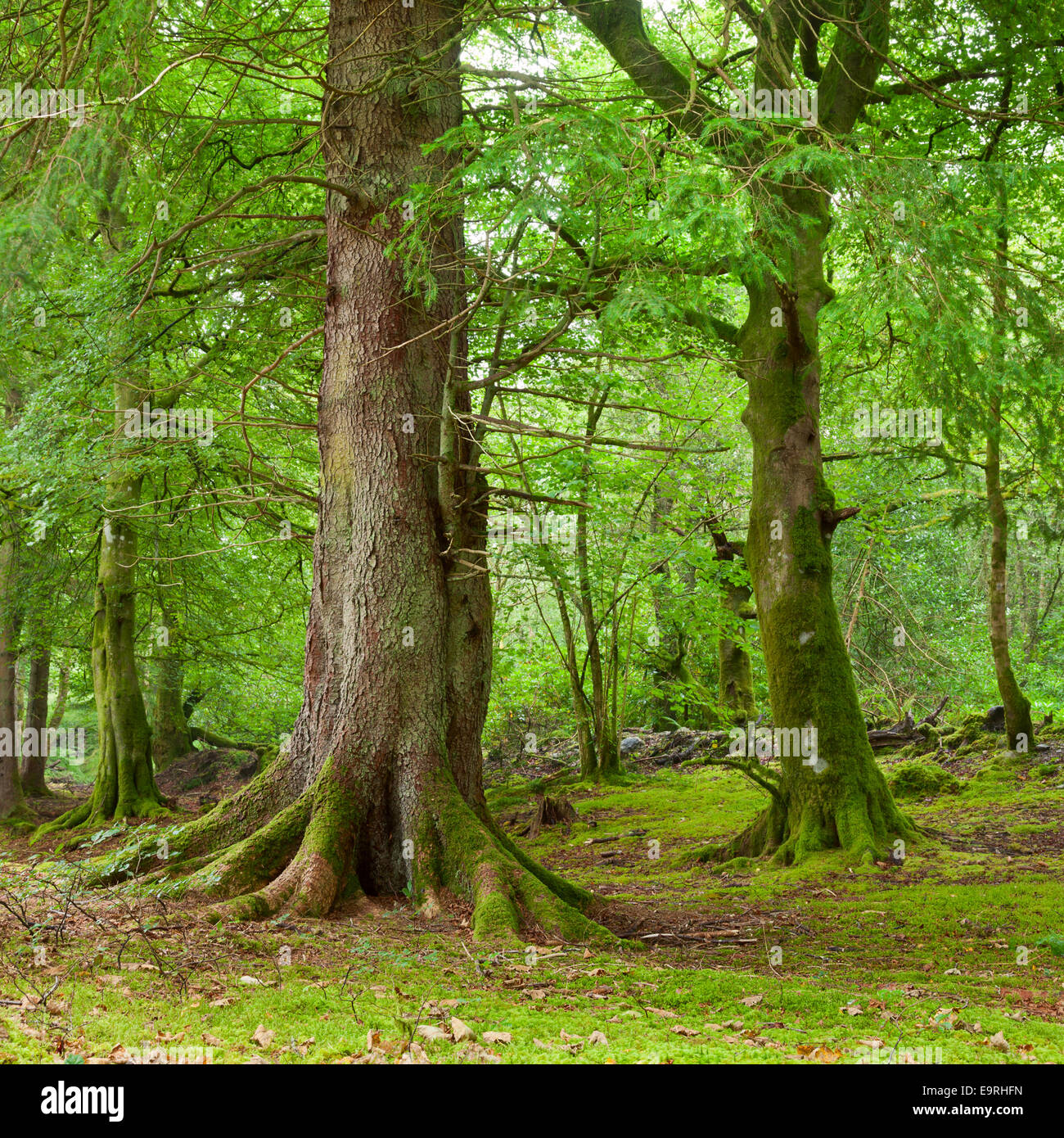 Old trees with lichen and moss in Scottish forest Stock Photo - Alamy