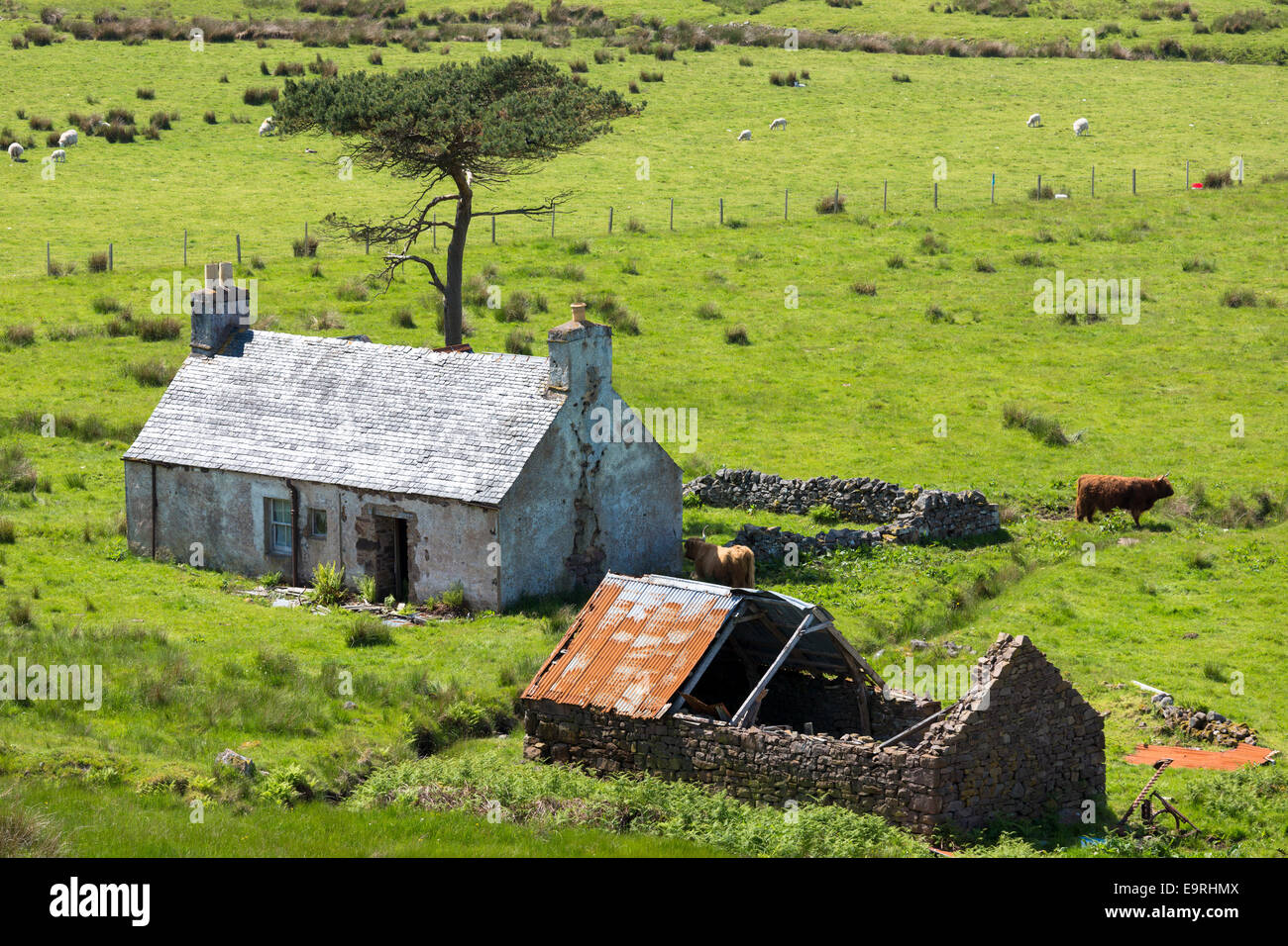 Scottish farming hi-res stock photography and images - Alamy