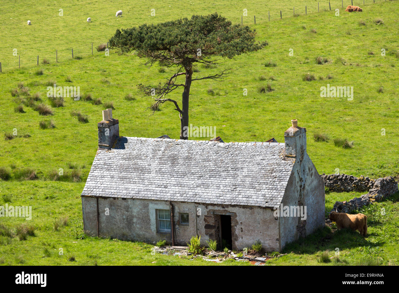 Scottish farming hi-res stock photography and images - Alamy