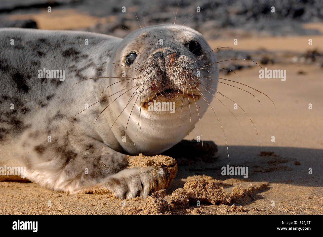 Stranded Seal Pup Rescued Safely Stock Photo Alamy