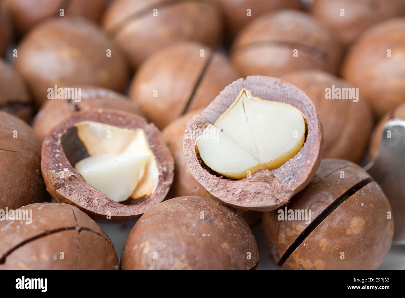 Ripe macadamia nuts closeup. Small Depth of Field (DOF Stock Photo - Alamy
