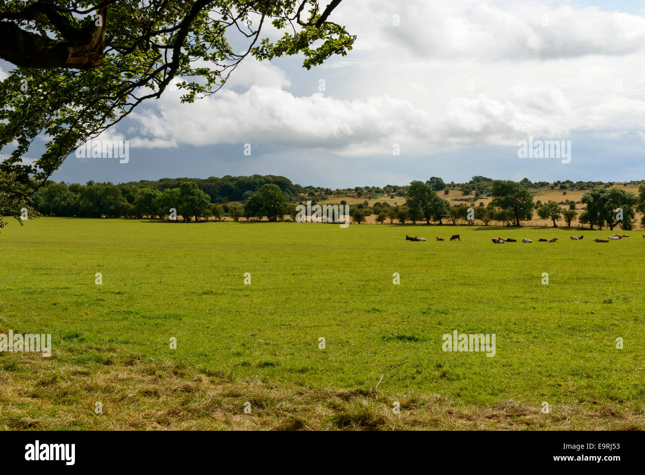 landscape of the gorgeous countryside with meadows and trees and a herd ...