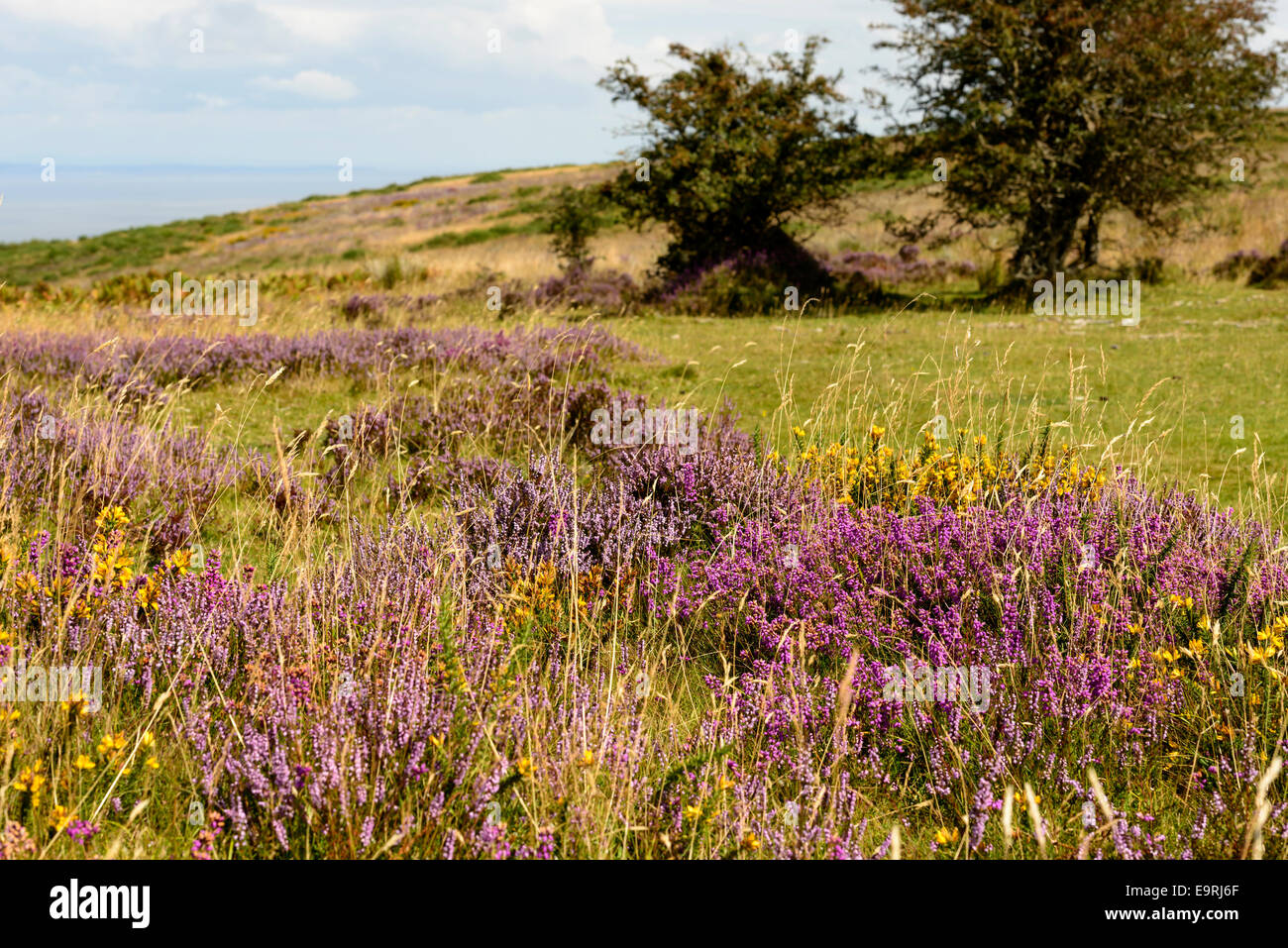 Exmoor flowers and Bristol channel, landscape with moor flowers, in ...