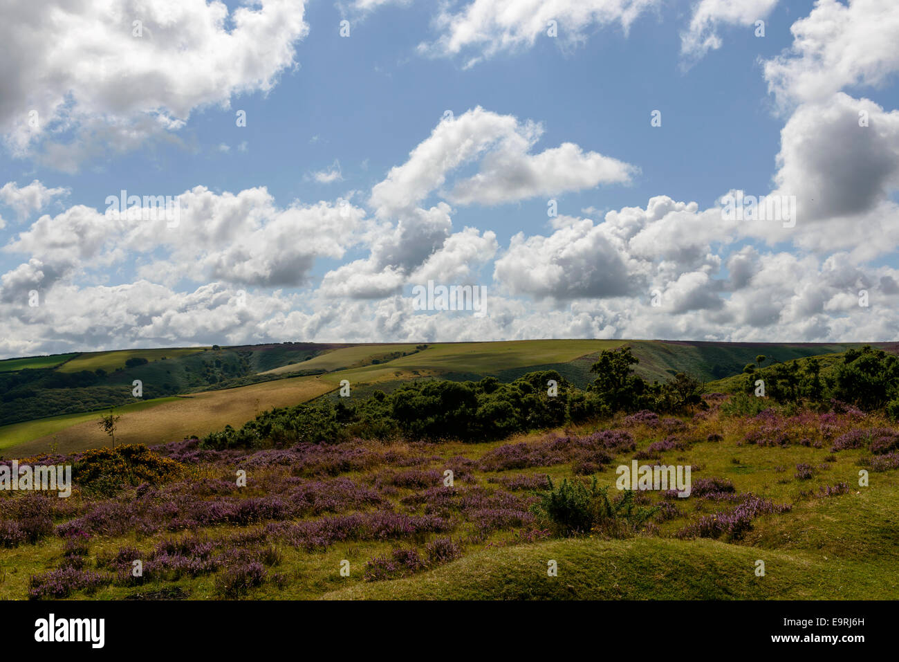 hilly Exmoor landscape. hilly landscape with moor flowers under a ...