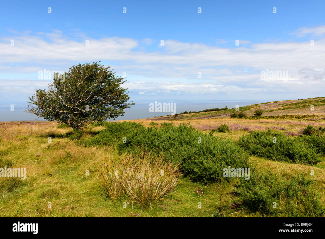 Moor vegetation hi-res stock photography and images - Alamy