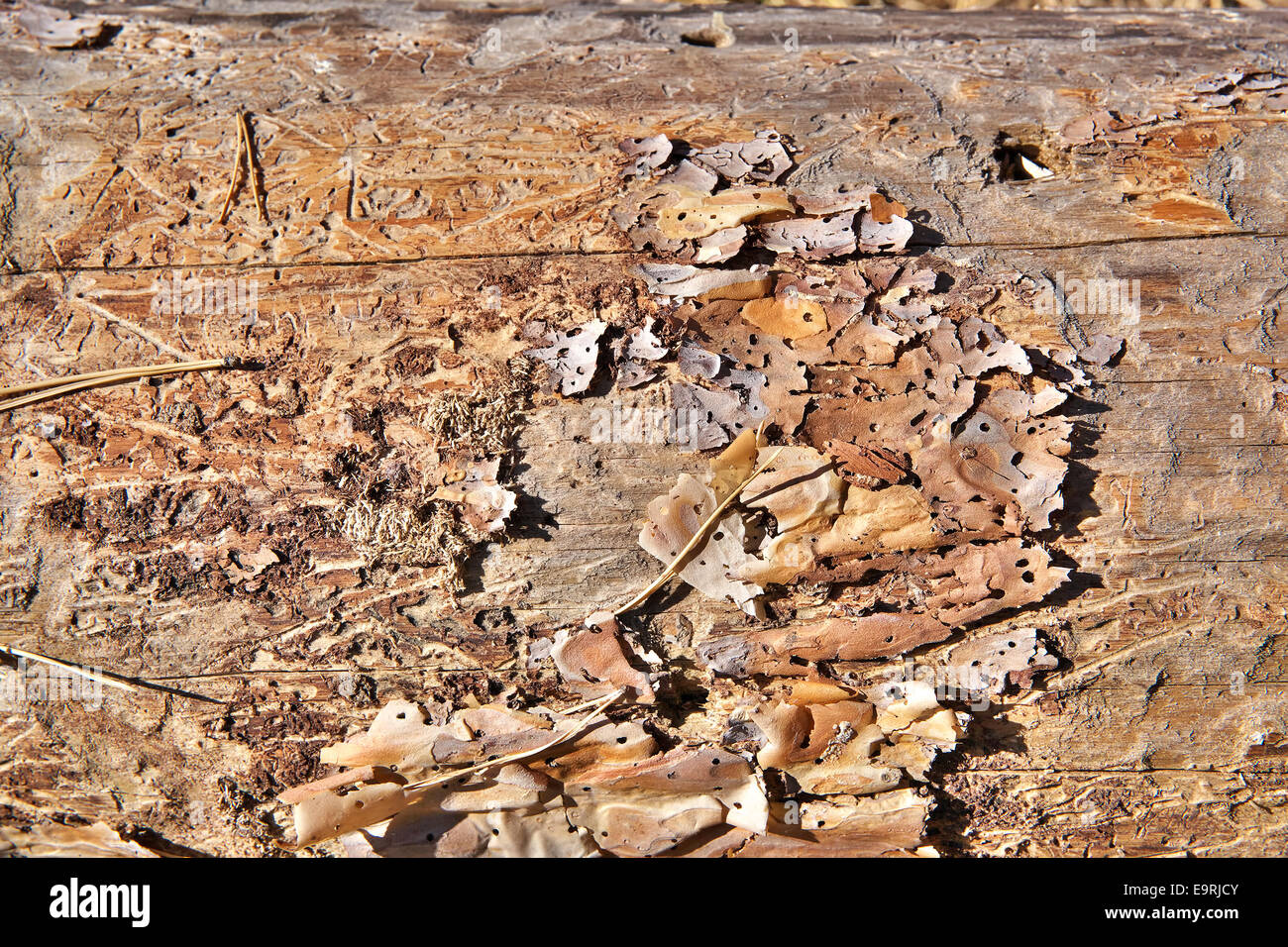 Damaged surface hi-res stock photography and images - Alamy