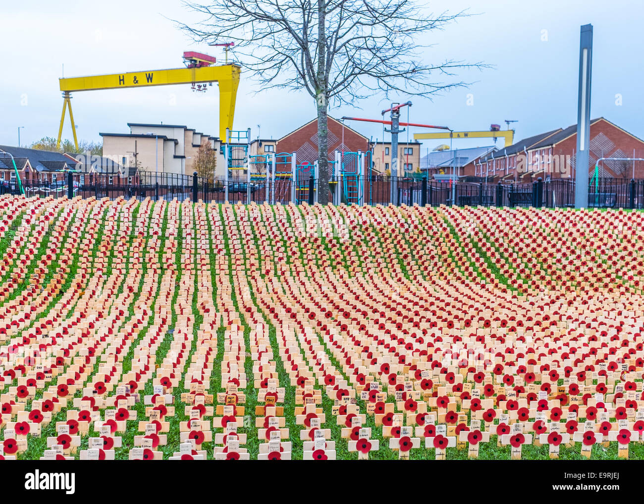 The remembrance crosses hi-res stock photography and images - Alamy