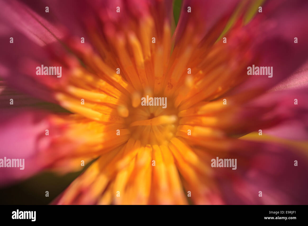Orange lotus flower hi-res stock photography and images - Alamy