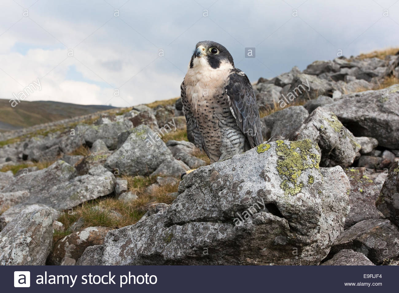 Captive Peregrine Falcon High Resolution Stock Photography and Images ...