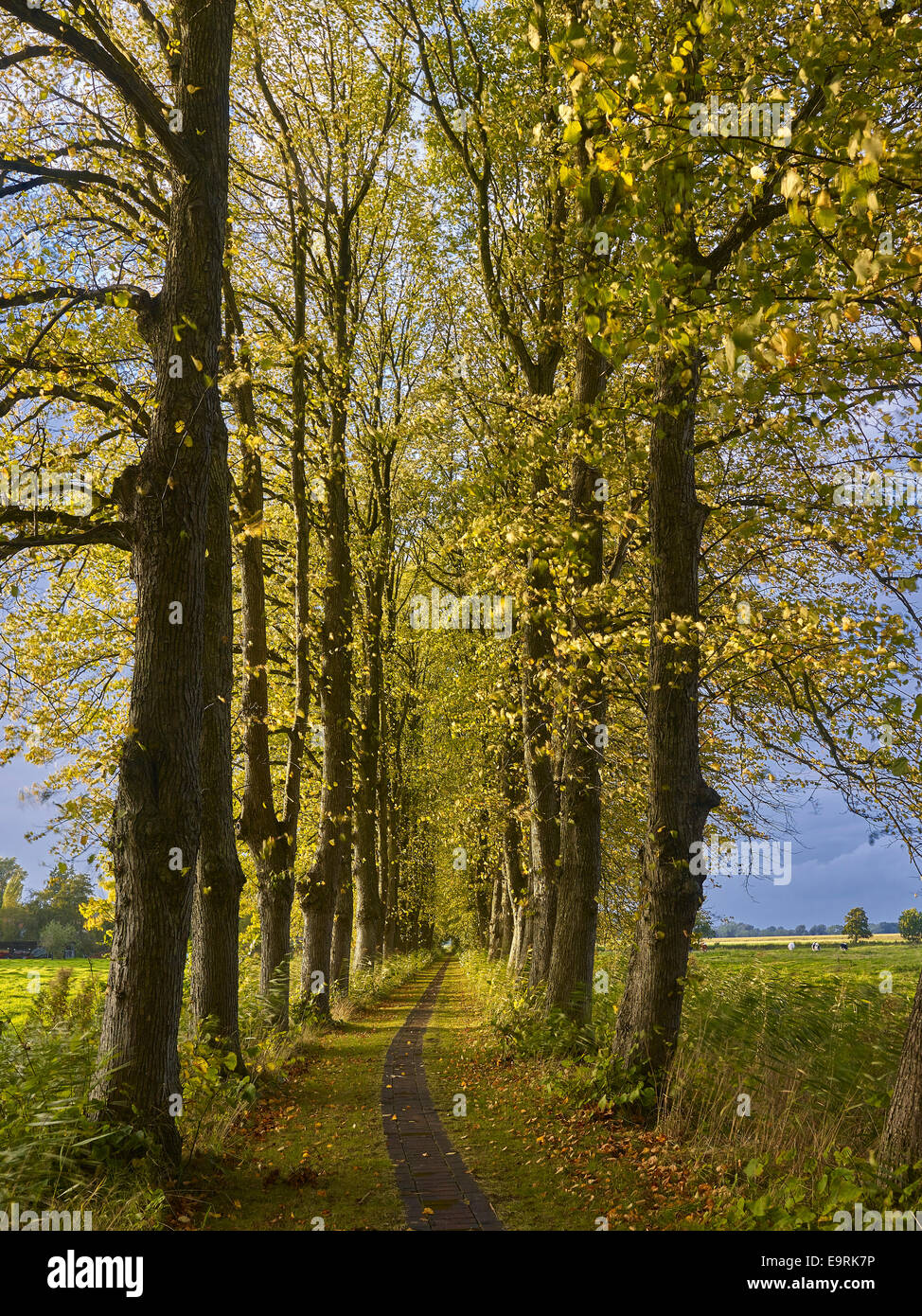 Lime tree alley near Dorum, Lower Saxony, Germany Stock Photo - Alamy
