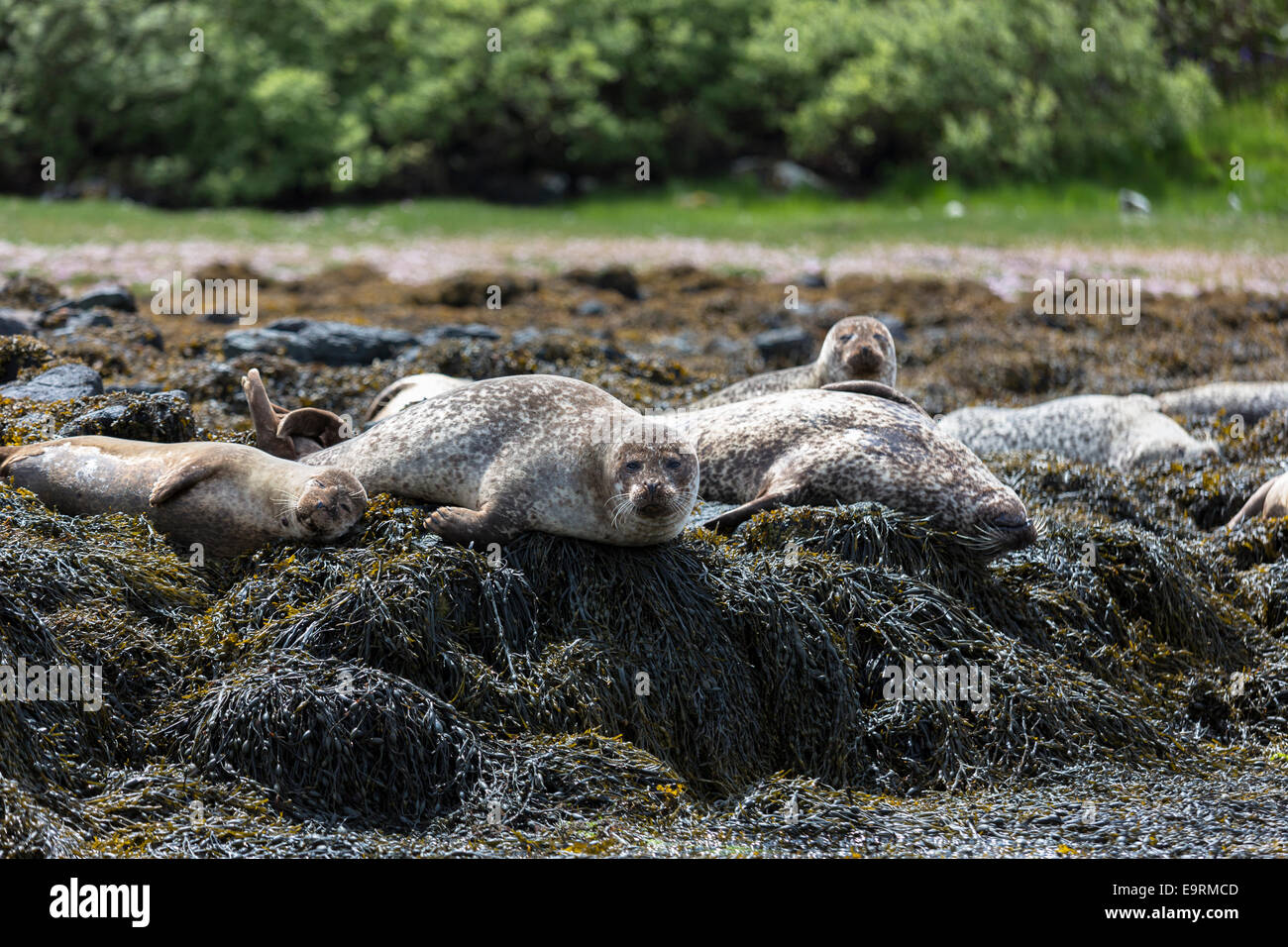 Loch dunvegan seal colony hi-res stock photography and images - Alamy