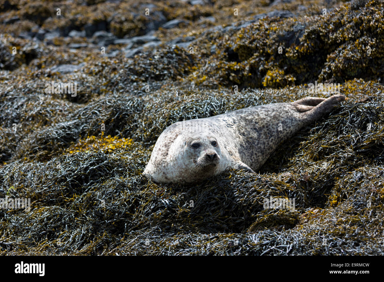 Seal loch scotland hi-res stock photography and images - Alamy