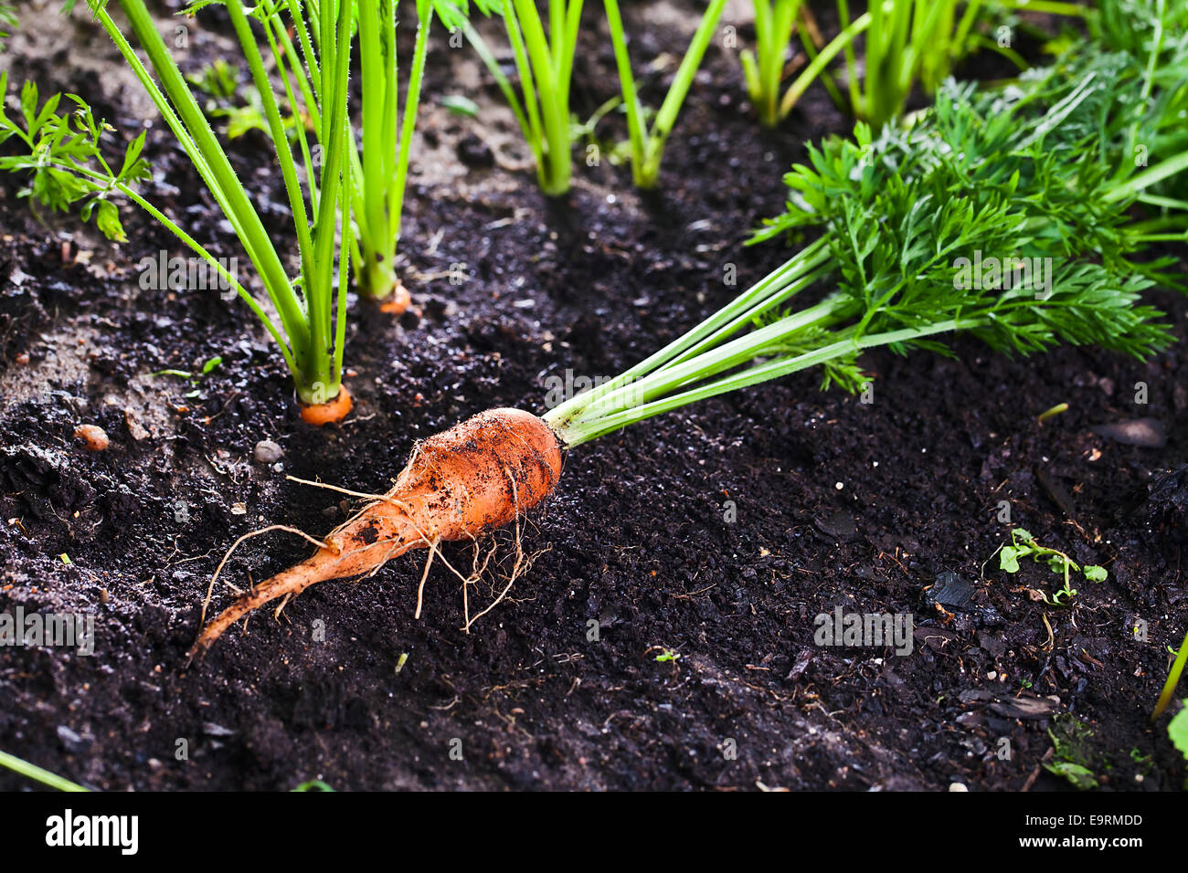 Seedbed carrot hi-res stock photography and images - Alamy