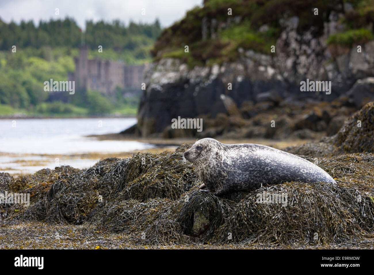 Common Seal or Harbour Seal, Phoca vitulina, adult basking on rocks and ...