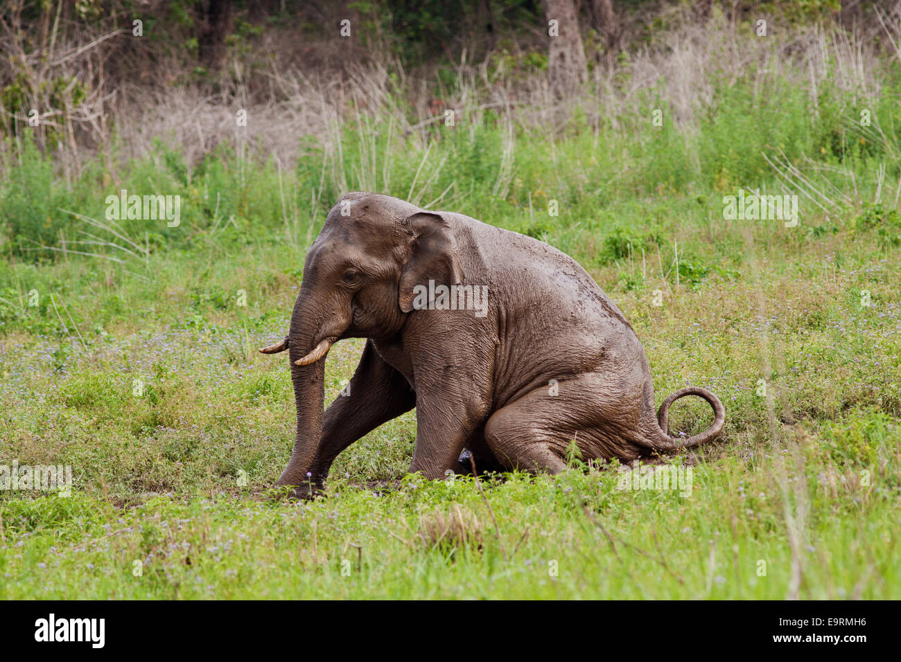 Mud wallowing Indian Elephant, Corbett national Park, India Stock Photo ...