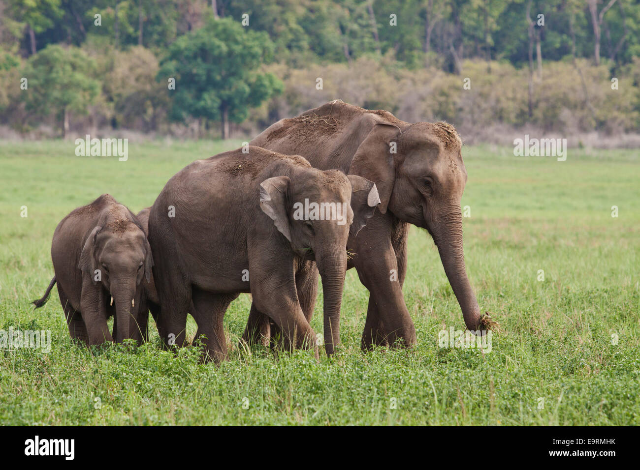 Indian Elephant family, Corbett national Park, India Stock Photo - Alamy