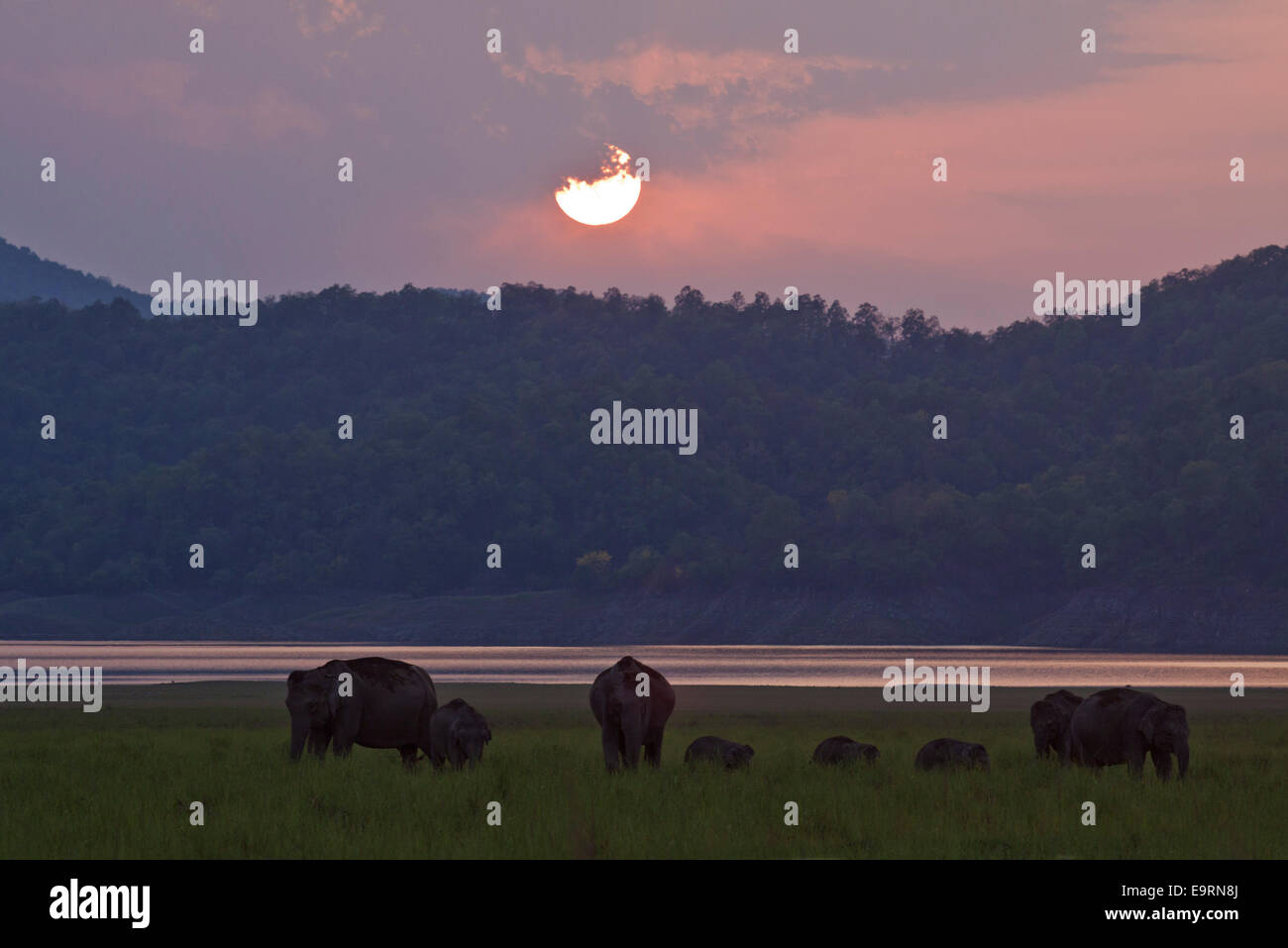 Indian sunset wildlife hi-res stock photography and images - Alamy