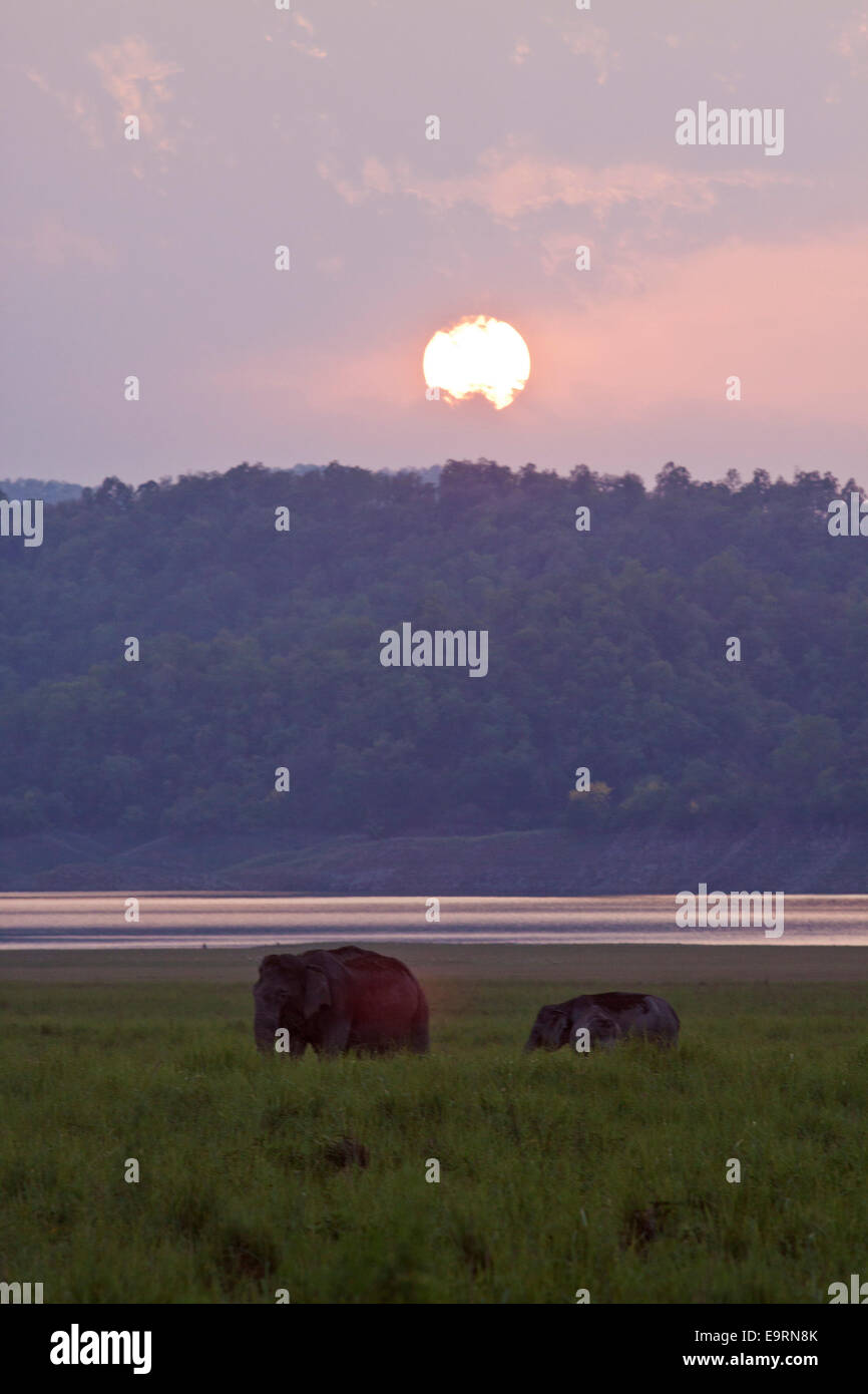 Asian elephants sunset hi-res stock photography and images - Alamy