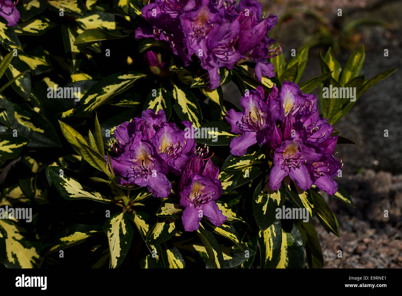 Purple rhododendron with orange center and variegated leaves Stock ...
