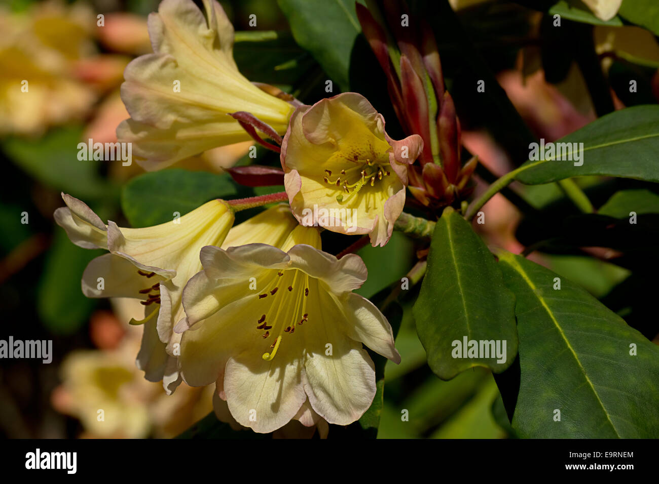 Yellow rhododendron flower group and leaves Stock Photo - Alamy
