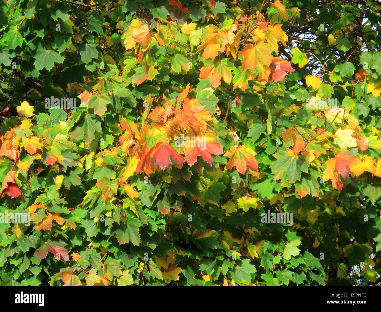 An image showing the beautiful colours of Autumn Stock Photo - Alamy