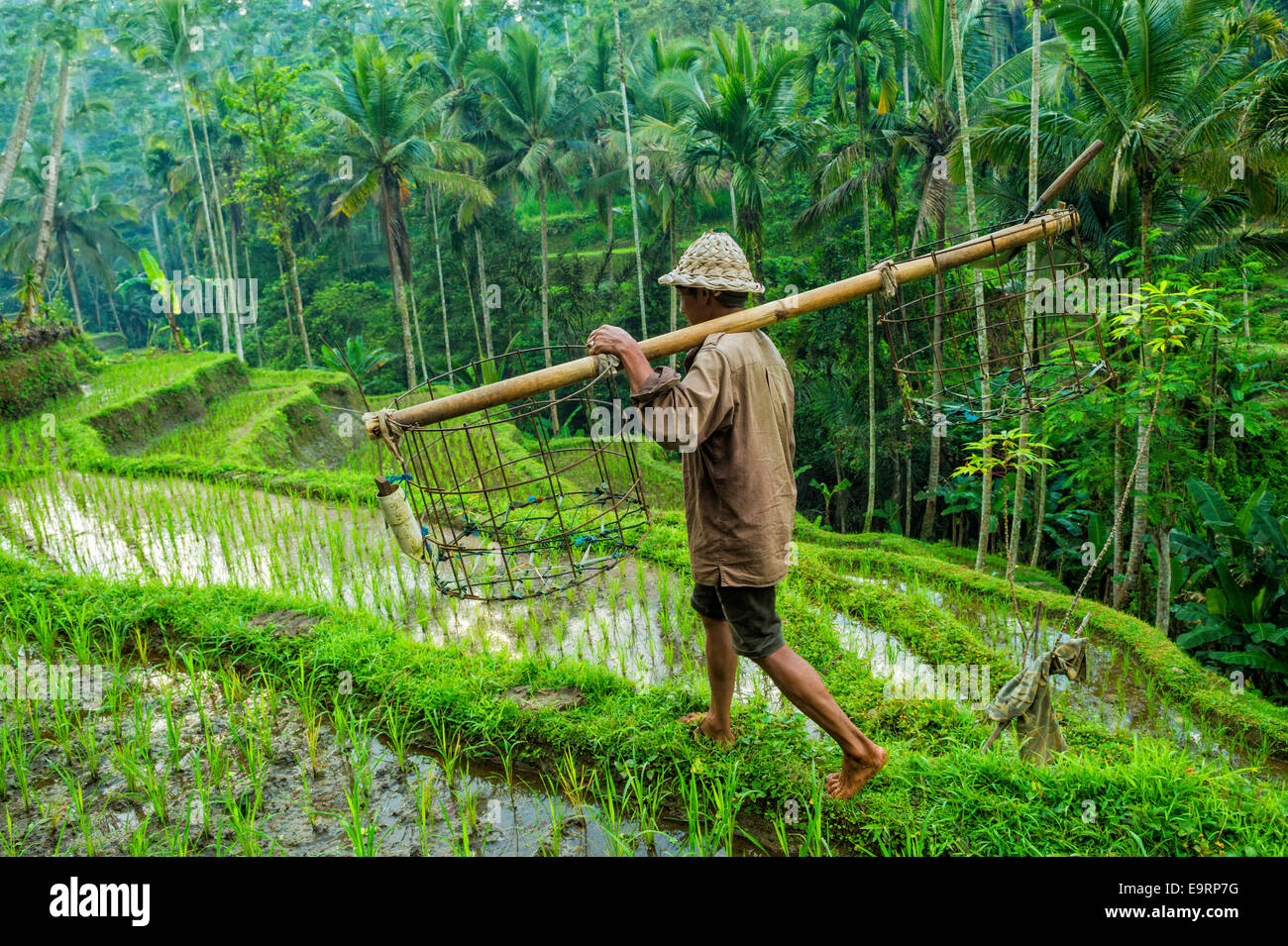 Indonesian rice fields work hi-res stock photography and images - Alamy
