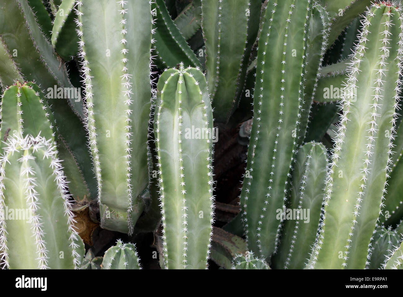 There is much life in the desert inspite of the harsh weather ...