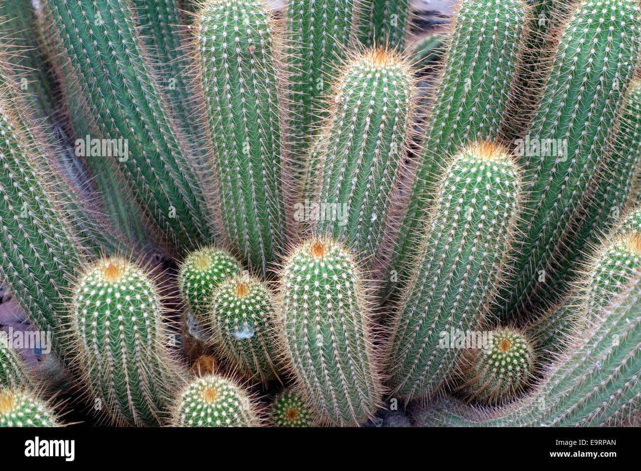 There is much life in the desert inspite of the harsh weather ...