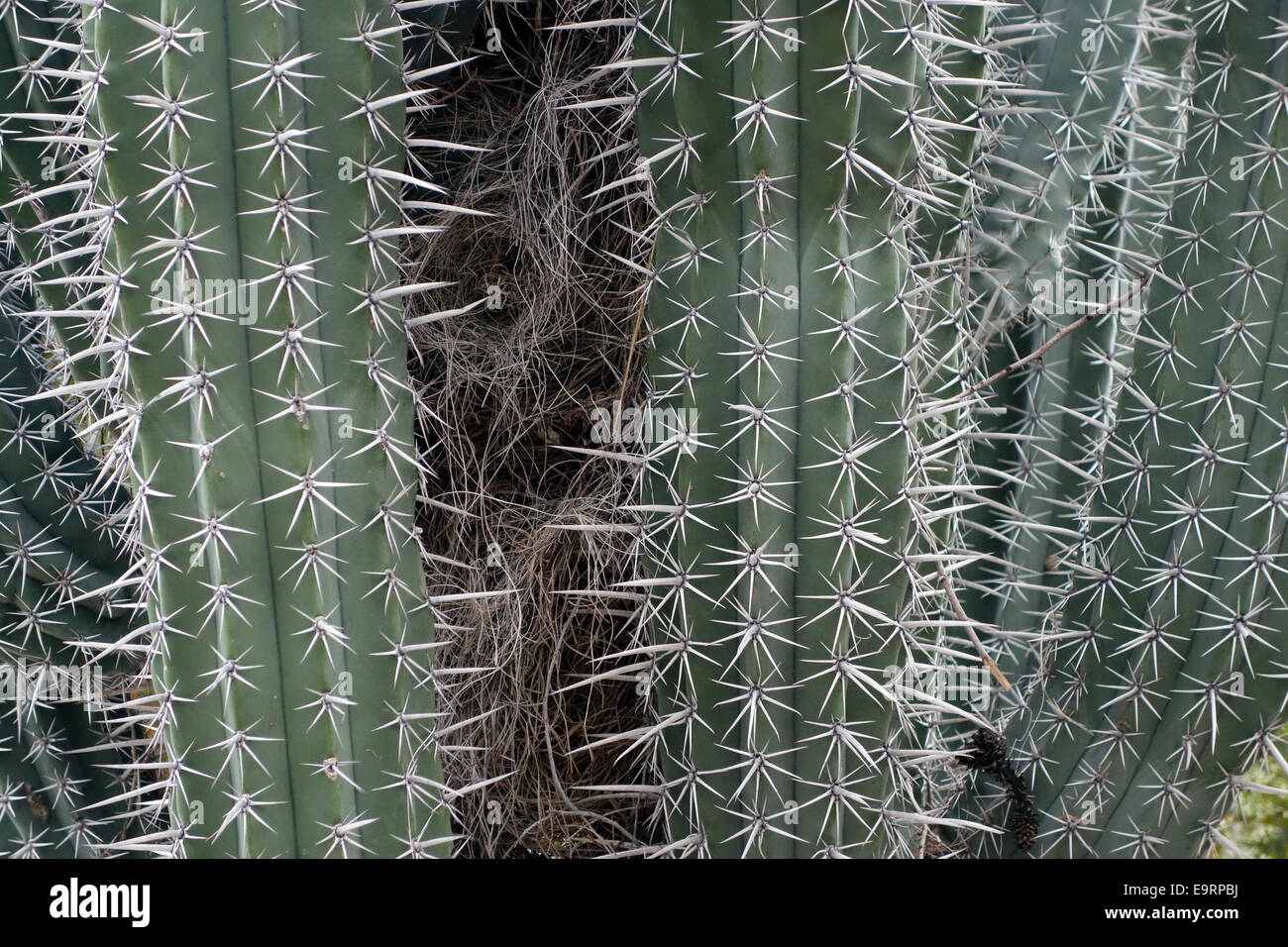 There is much life in the desert inspite of the harsh weather ...