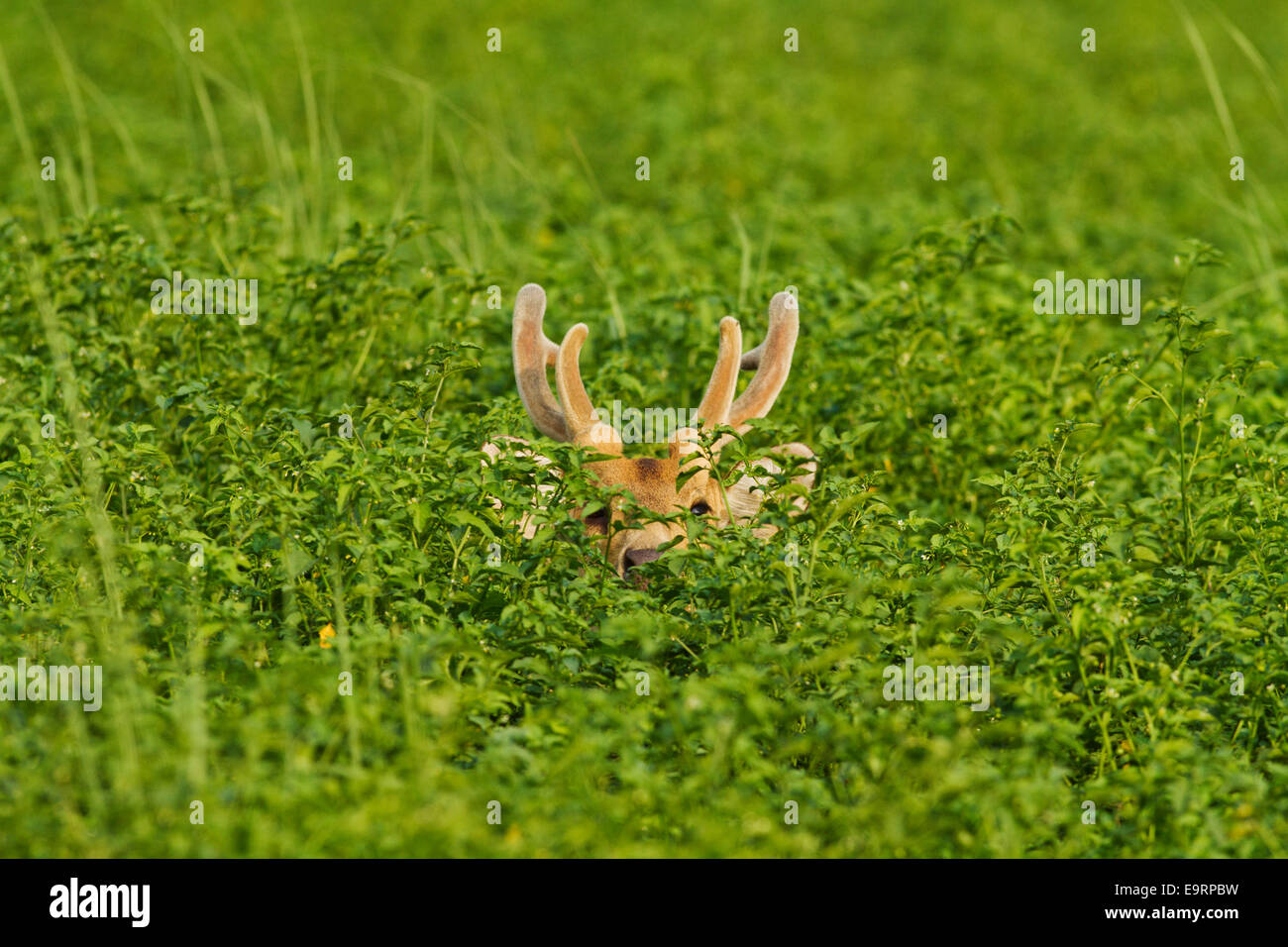 Deer hiding in bushes hi-res stock photography and images - Alamy