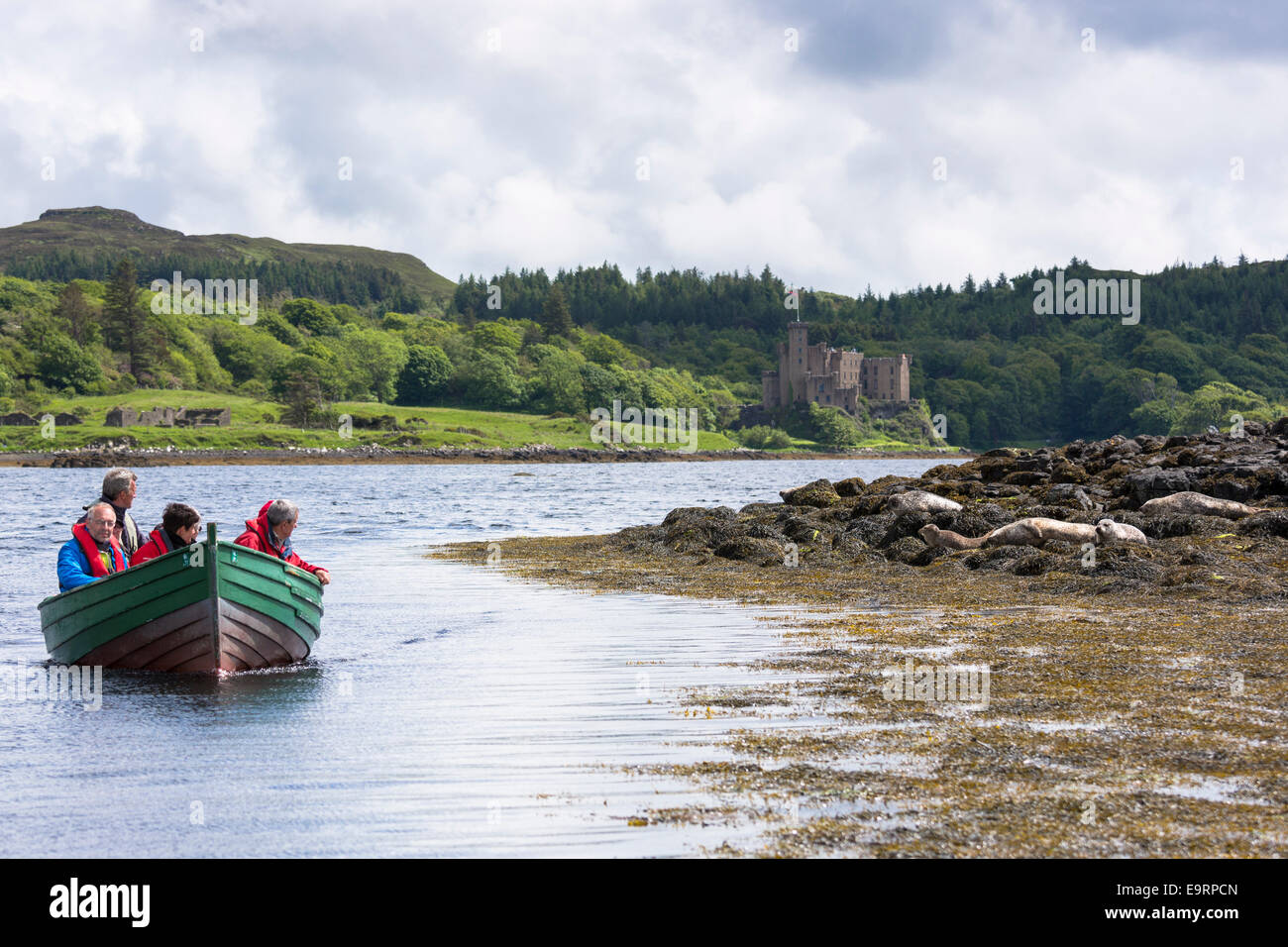 Tourists on sealwatching boat trip to view Common Seal or Harbour Seal ...